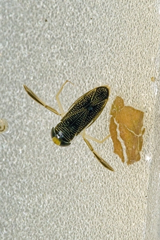 Lesser water boatman | The Wildlife Trusts