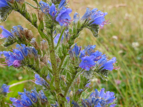 Viper's-bugloss | The Wildlife Trusts