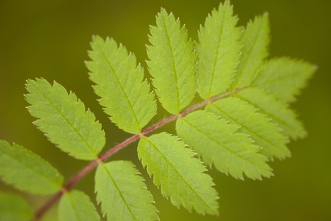 Rowan | The Wildlife Trusts