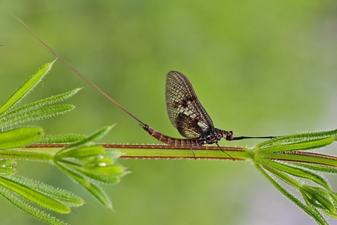 Common mayfly | The Wildlife Trusts