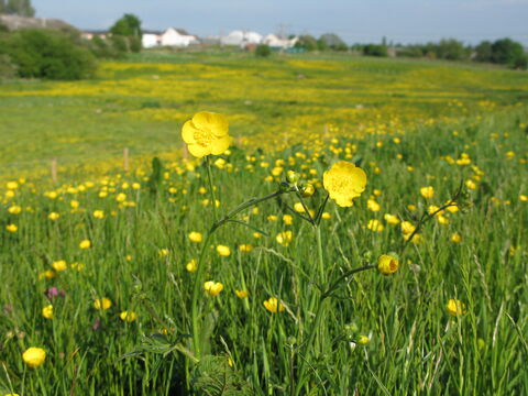 Meadow buttercup | The Wildlife Trusts
