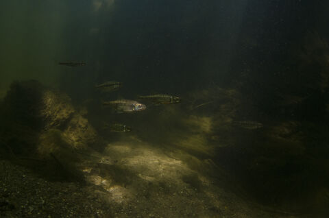 Minnow | The Wildlife Trusts