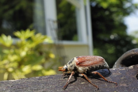 Common cockchafer | The Wildlife Trusts