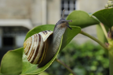 White-lipped snail | The Wildlife Trusts