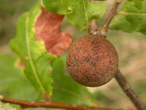 Wasp Balls On Trees