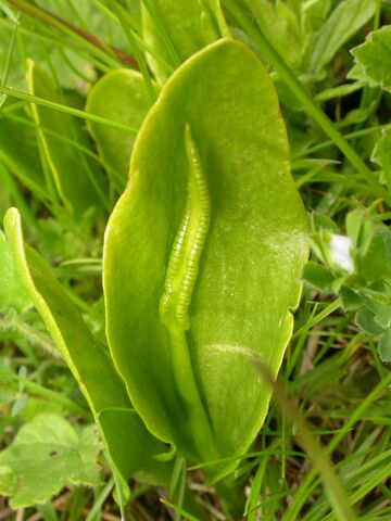 Adder's-tongue fern | The Wildlife Trusts