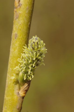 Common osier | The Wildlife Trusts