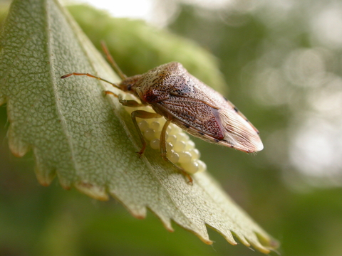 shield bug babies