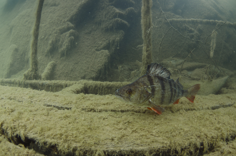 Perch | The Wildlife Trusts