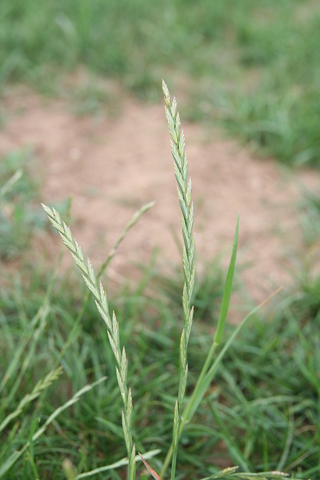 Perennial rye-grass | The Wildlife Trusts