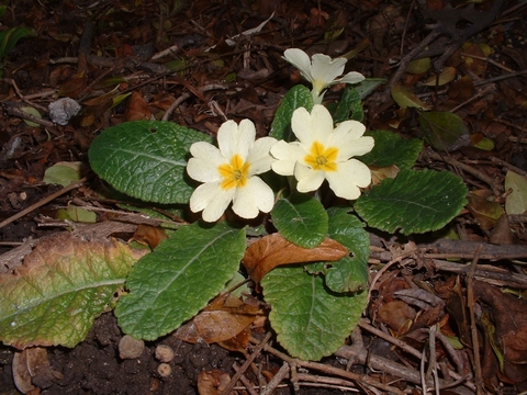 Primrose | The Wildlife Trusts