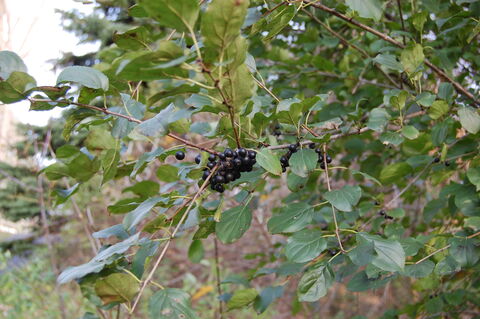 Purging buckthorn | The Wildlife Trusts