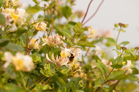 Honeysuckle | The Wildlife Trusts