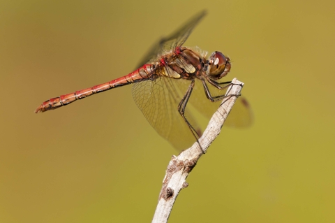 Common darter | The Wildlife Trusts