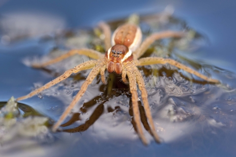 Raft spider | The Wildlife Trusts