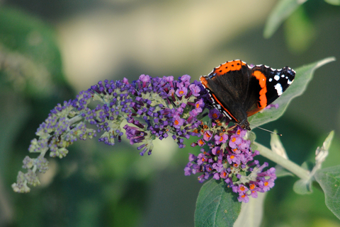 Buddleia | The Wildlife Trusts