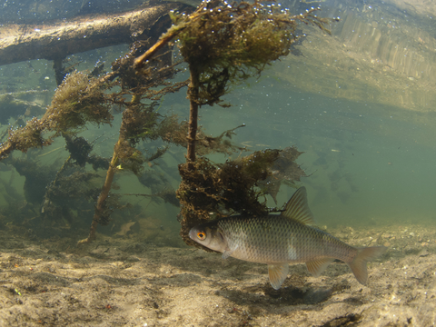 Roach | The Wildlife Trusts