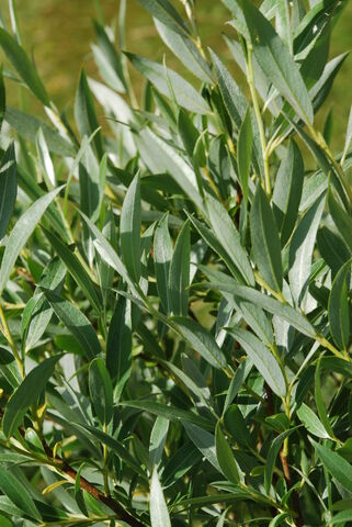 White willow | The Wildlife Trusts