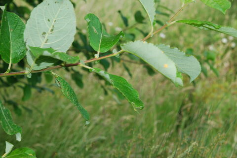 Goat willow | The Wildlife Trusts