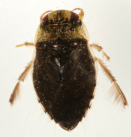 Saucer bug | The Wildlife Trusts
