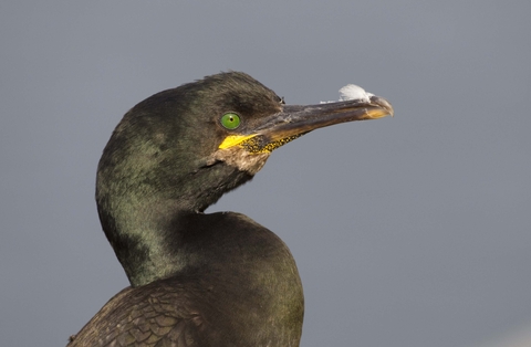 Shag | The Wildlife Trusts