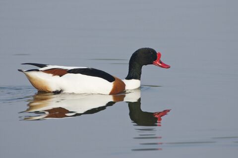 Shelduck | The Wildlife Trusts