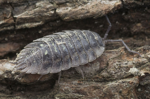 Common woodlouse | The Wildlife Trusts
