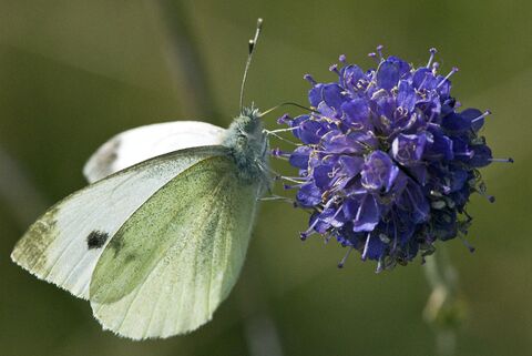 Small white | The Wildlife Trusts