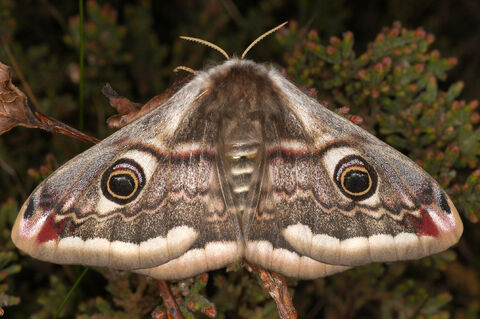 Emperor moth | The Wildlife Trusts