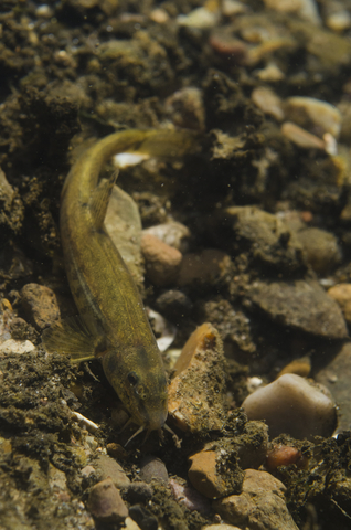 Stone loach | The Wildlife Trusts