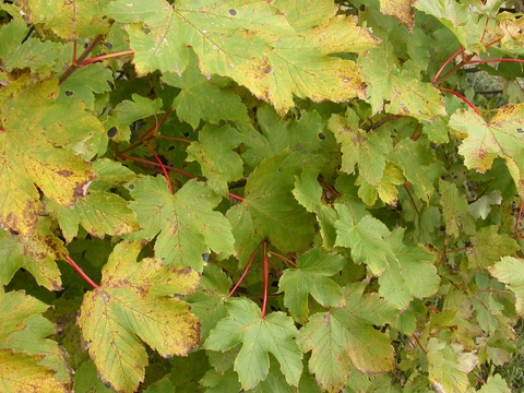 sycamore tree identification uk