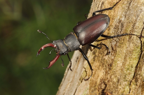 Stag beetle | The Wildlife Trusts