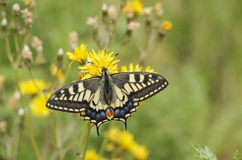 Swallowtail | The Wildlife Trusts