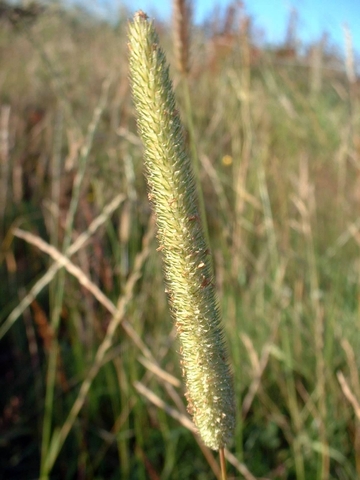 Timothy Grass Identification