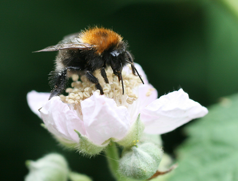 Tree bumblebee | The Wildlife Trusts
