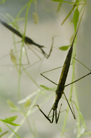 Water stick insect | The Wildlife Trusts