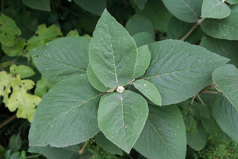 Wayfaring-tree | The Wildlife Trusts