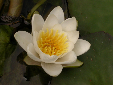 White water lily The Wildlife Trusts
