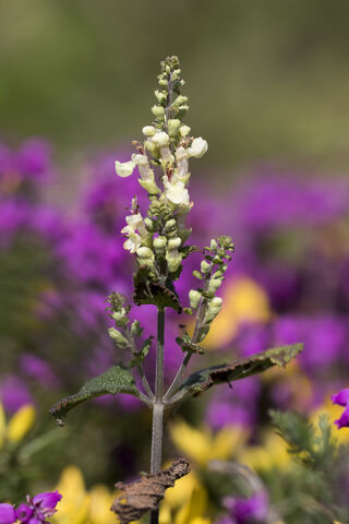 Wood sage | The Wildlife Trusts
