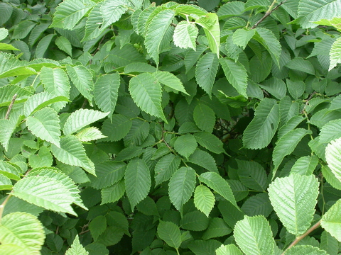 Wych elm | The Wildlife Trusts