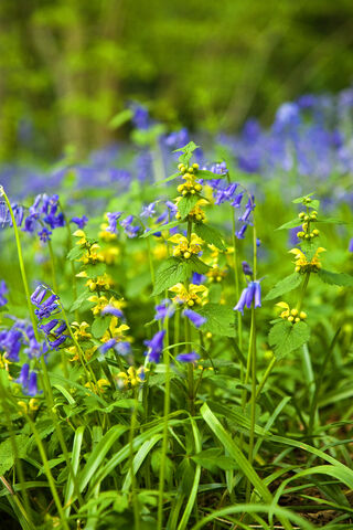 Yellow archangel | The Wildlife Trusts