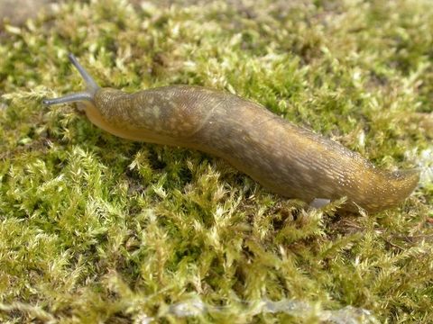 Yellow slug | The Wildlife Trusts