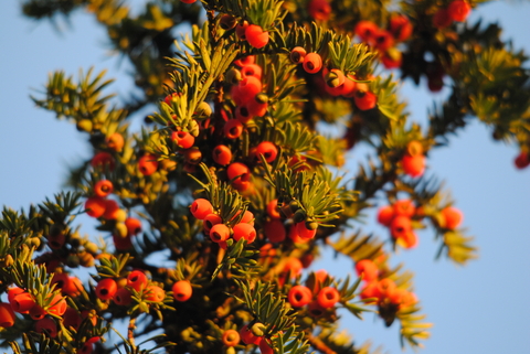 Yew | The Wildlife Trusts