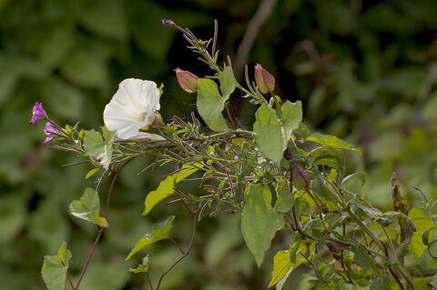 Hedge bindweed | The Wildlife Trusts