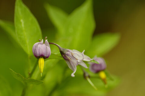 Bittersweet | The Wildlife Trusts