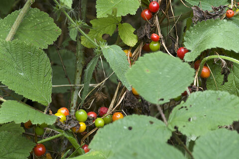 Black bryony | The Wildlife Trusts