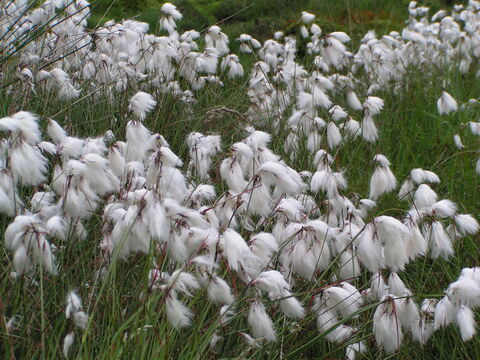 Common cotton-grass | The Wildlife Trusts