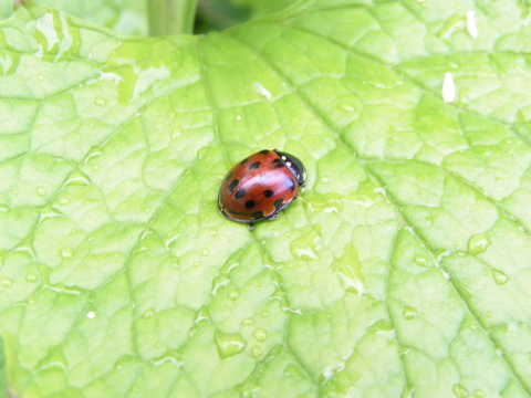 Eyed ladybird | The Wildlife Trusts