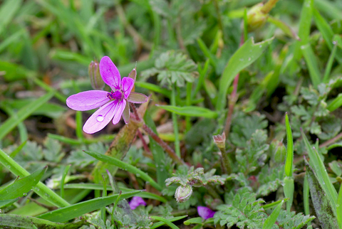 Stork's-bill | The Wildlife Trusts