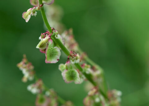 Curled dock | The Wildlife Trusts